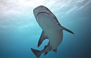 Fuvahmulah Diving Packages - Maldives Deep South