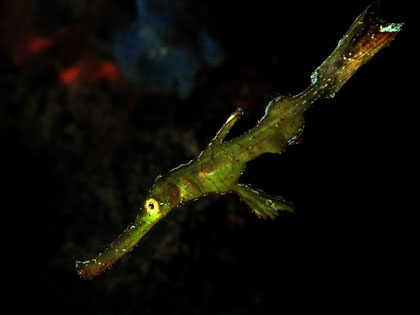 Philippines Diving - Tubbataha, Visayas, Apo