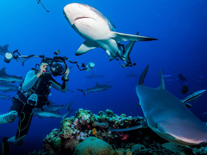 Australia Diving - Great Barrier Reef, Coral Sea, Neptune Islands