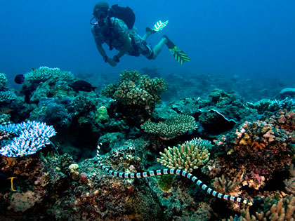 Fiji Islands Diving - South Pacific