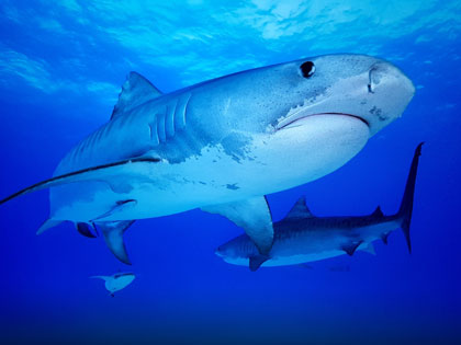 Maldives Diving Holidays - Indian Ocean Atolls