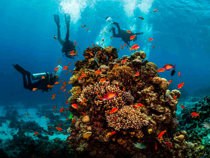 Red Sea Diving - Egypt