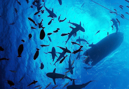 Diving at Osprey Reef, Coral Sea, Australia | Dive The World Vacations